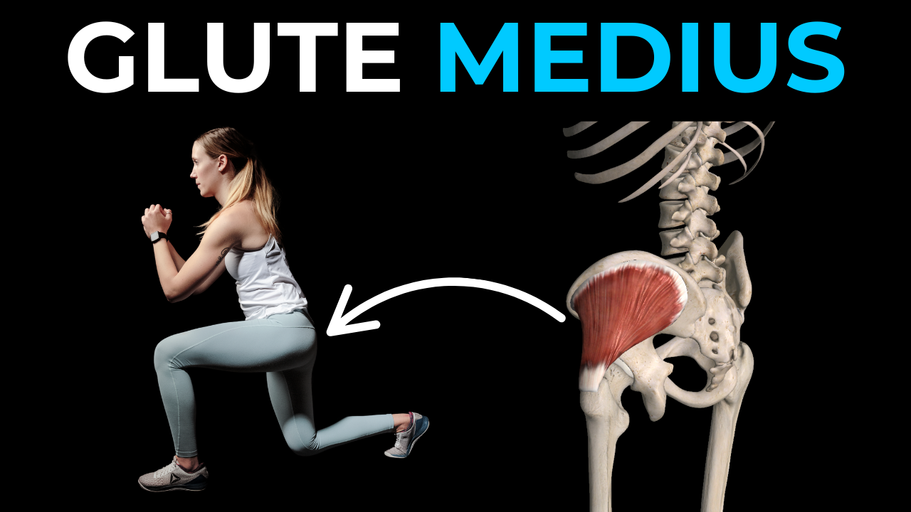 The Gluteus Medius: A Key Player in Stability and Strength - Mobility Suite